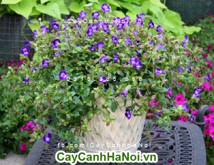 Hoa mắt nai - hoa đẹp và ý nghĩa cho mọi không gian sống